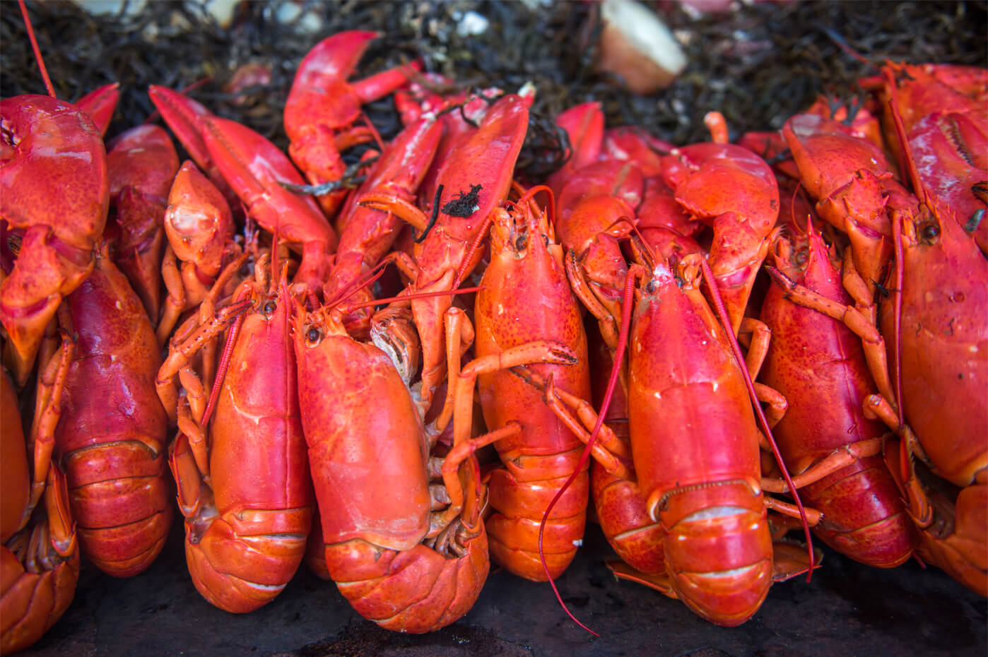 Researchers study lobster shell disease to protect Maine’s iconic ...